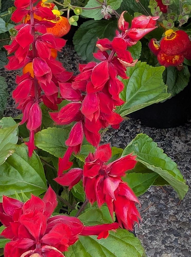 Scarlet Sage (Salvia splendens Saucy™ Red) in the Salvias Database ...
