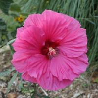 Photo of the bloom of Hardy Hibiscus (Hibiscus 'Watermelon Ruffles ...