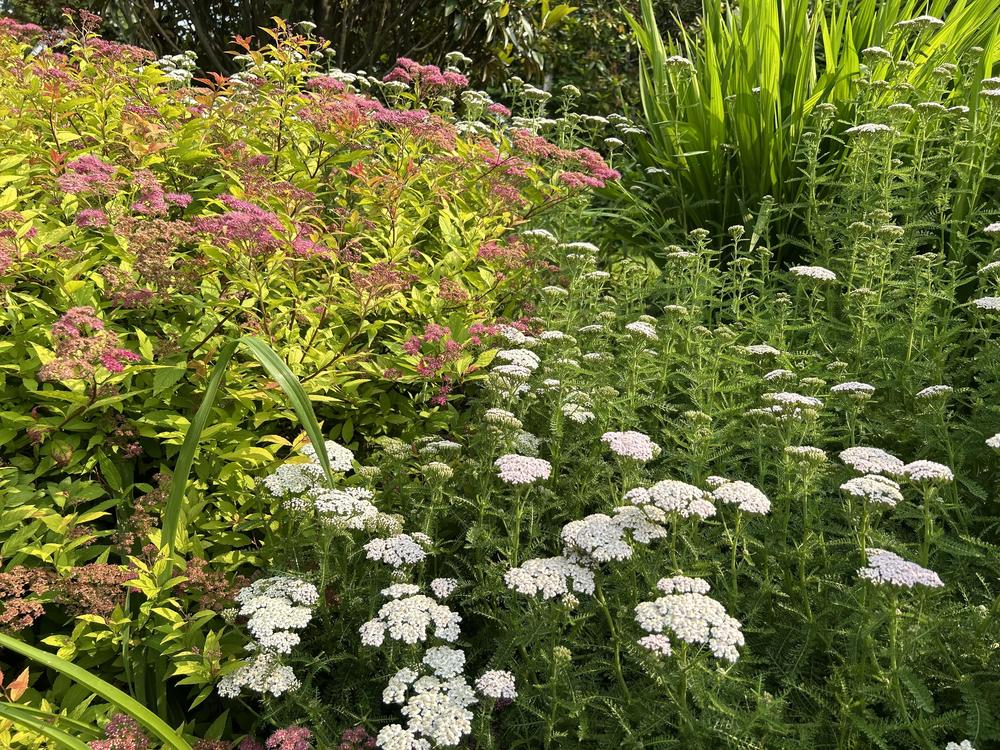 2025 garden blooms in the Cottage Gardening forum - Garden.org