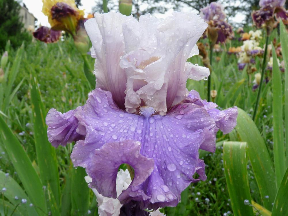 Tall Bearded Iris (Iris 'Come Back Melody') in the Irises Database ...