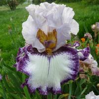 Photo of the bloom of Tall Bearded Iris (Iris 'Castle on the Hill ...