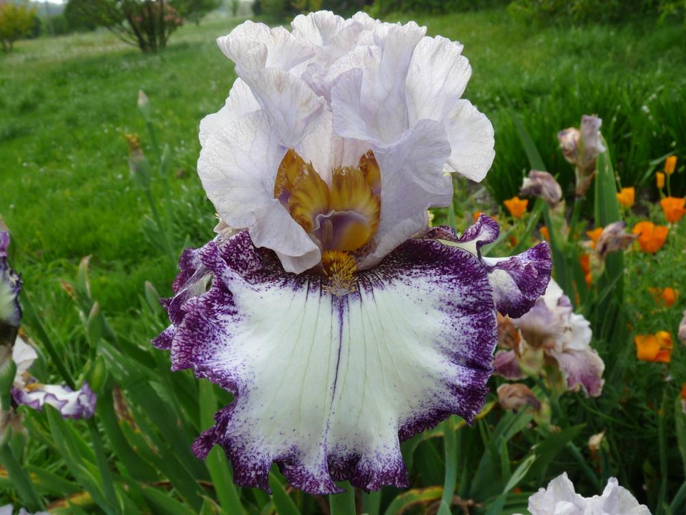 Tall Bearded Iris (Iris 'Castle on the Hill') in the Irises Database ...