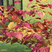 Photo of the leaves of Eastern Redbud (Cercis canadensis Flame Thrower ...