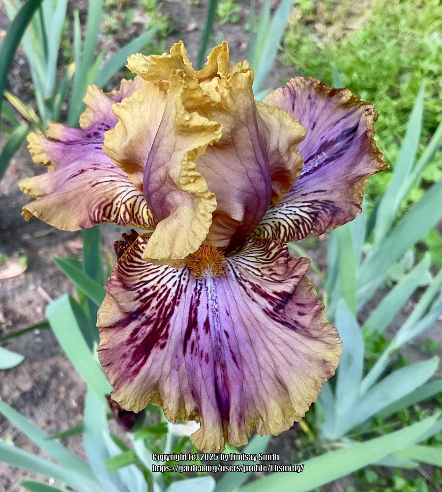 Photo of the bloom of Tall Bearded Iris (Iris 'Sheer Panic') posted by Lbsmitty - Garden.org