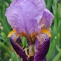 Tall Bearded Iris (Iris 'Alcazar') in the Irises Database - Garden.org