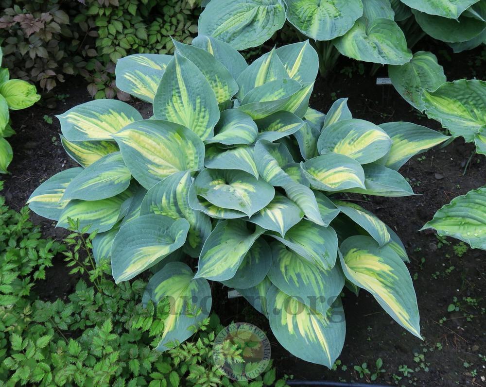 Photo of the entire plant of Hosta 'Forbidden Fruit' posted by Char ...