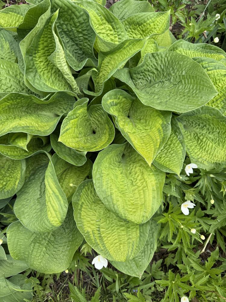 Hosta ID Help in the Hostas forum - Garden.org