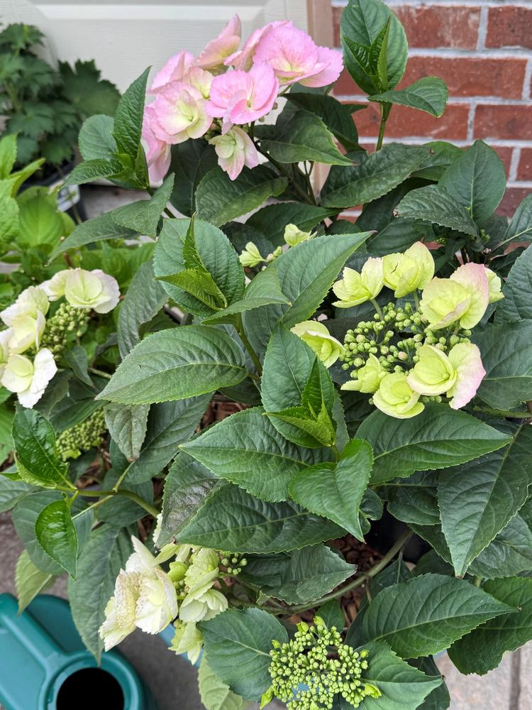 Bigleaf Hydrangea (Hydrangea macrophylla Game Changer® Pink) in the ...