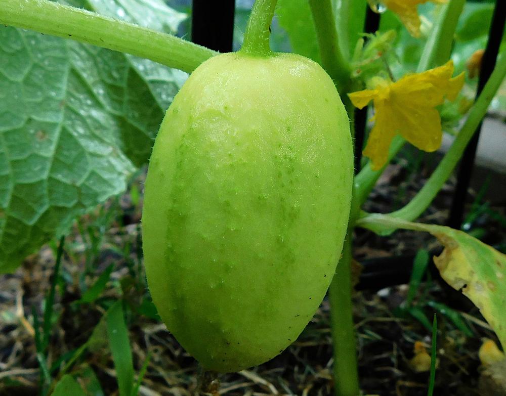 Photo of the fruit of Cucumber (Cucumis sativus 'Dragon's Egg') posted ...