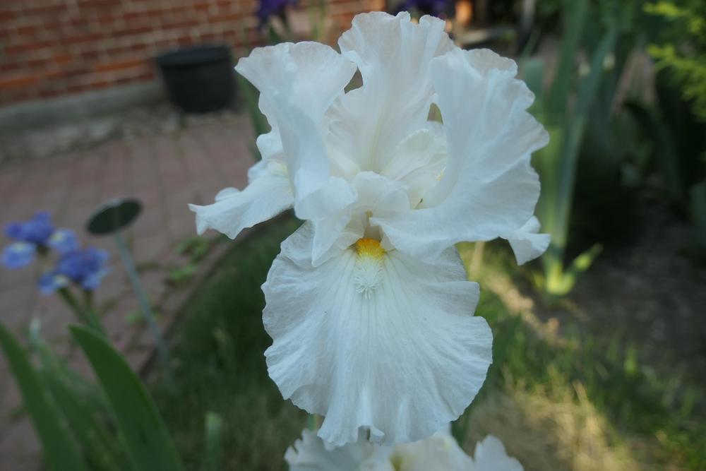 Photo of the bloom of Intermediate Bearded Iris (Iris 'Frosty Elegance') posted by Caruso ...