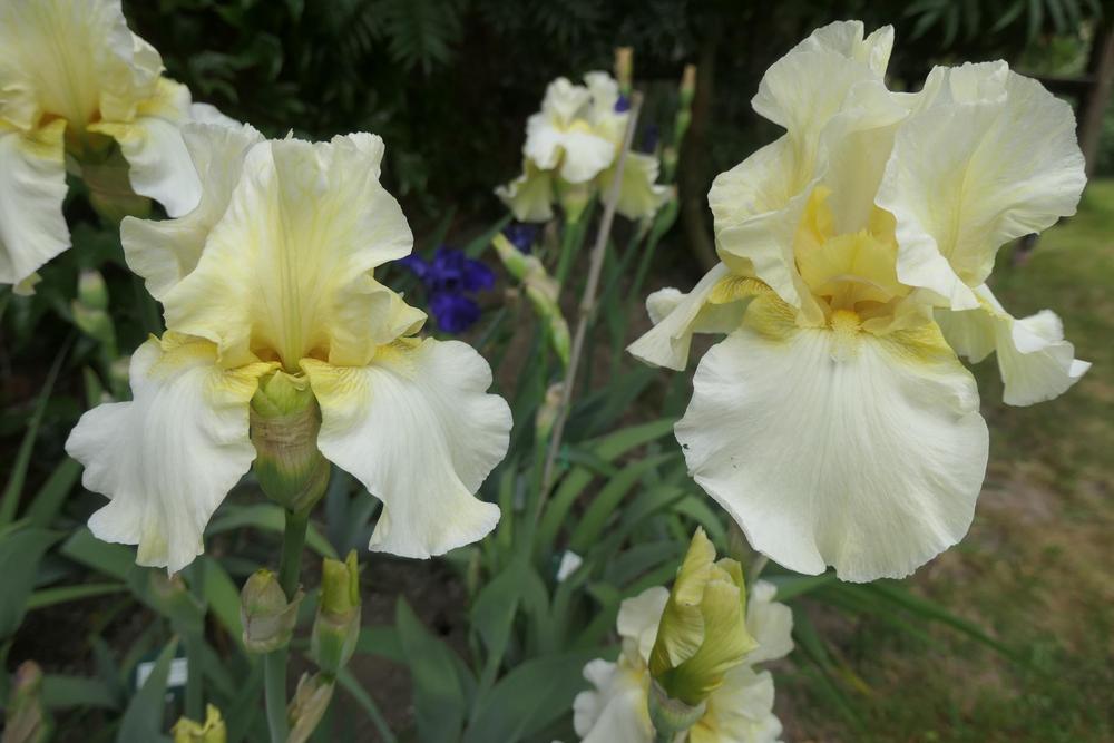 Photo of the bloom of Tall Bearded Iris (Iris 'Cream Taffeta') posted ...