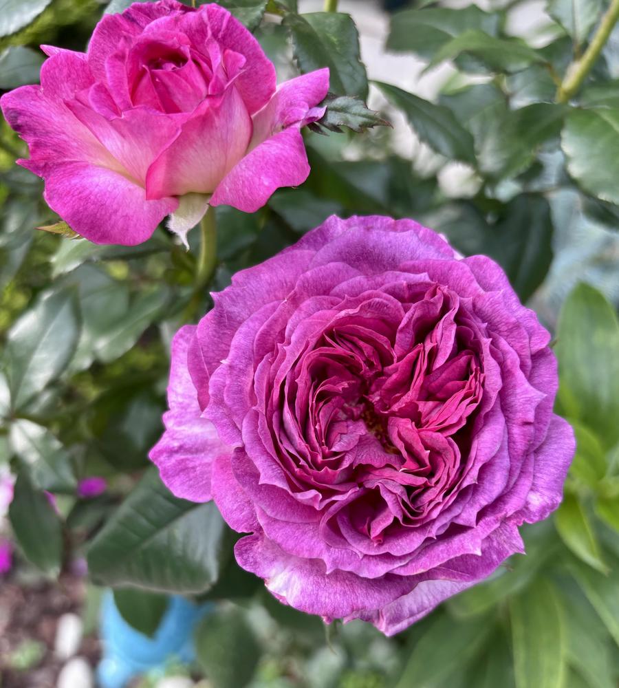 Rose (Rosa 'Thierry Marx') in the Roses Database - Garden.org