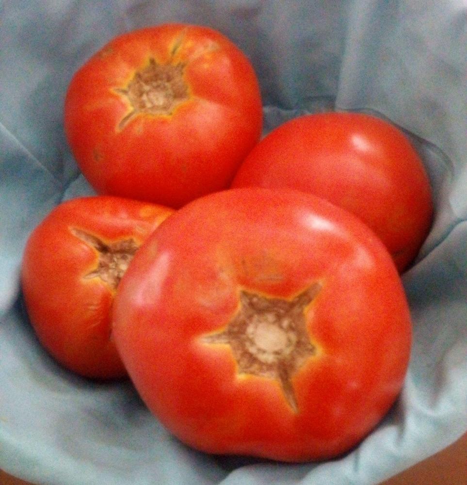 Photo of the fruit of Tomato (Solanum lycopersicum 'Creole') posted by ...
