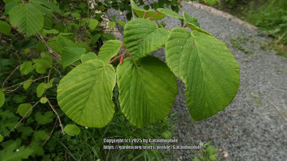 Chinese Winter Hazel (Corylopsis sinensis) - Garden.org