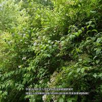 Photo of the entire plant of Compact Deutzia (Deutzia compacta) posted ...