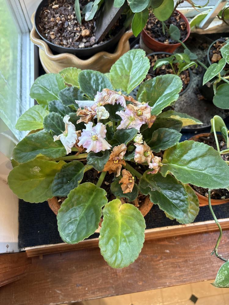 African violet, what are these pests? How do I save it? in the Ask a ...
