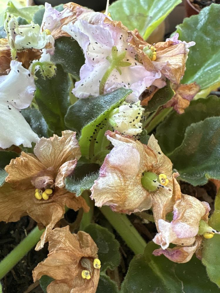 African violet, what are these pests? How do I save it? in the Ask a ...