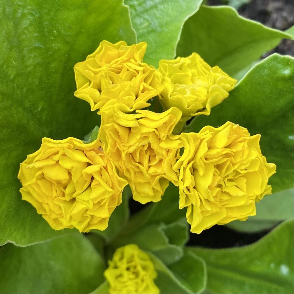 Photo of the bloom of Primrose (Primula auricula 'Forest Lemon') posted ...