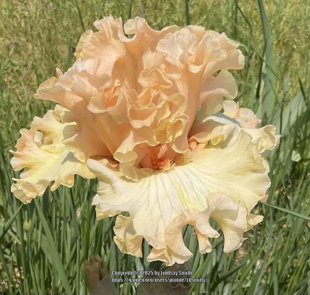 Border Bearded Iris (Iris 'Frilled to Death') in the Irises Database ...