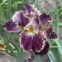 Photo of the bloom of Tall Bearded Iris (Iris 'Exploding Galaxy ...