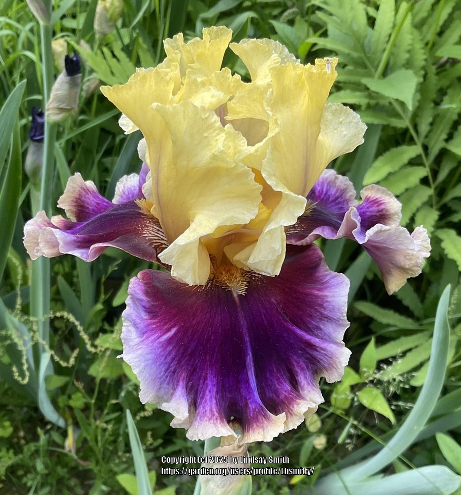 Photo of the bloom of Tall Bearded Iris (Iris 'Carnival Capers') posted ...