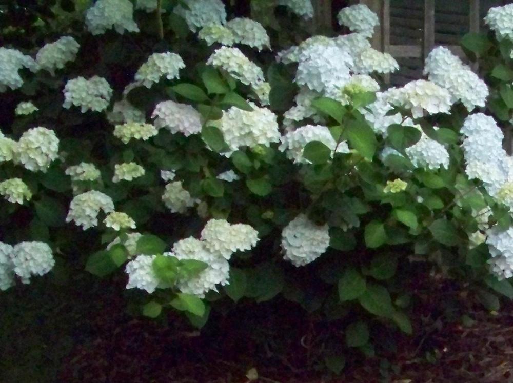 Hydrangea (Hydrangea macrophylla Endless Summer® Blushing Bride) in the ...