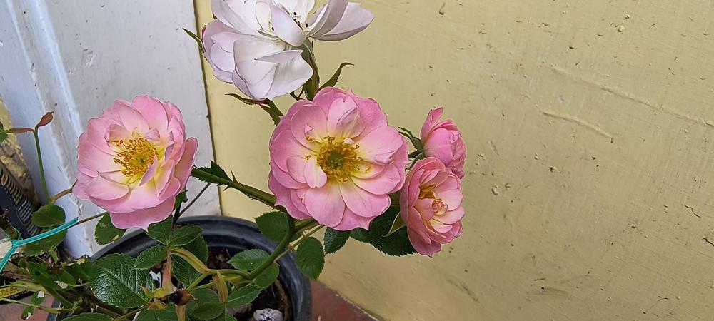 Rose (Rosa 'Fair Molly') in the Roses Database - Garden.org