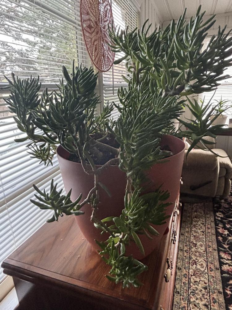 Photo of the entire plant of Jade Plant (Crassula ovata 'Ogre Ears ...