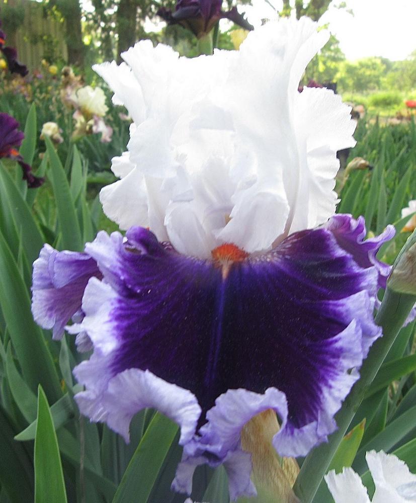 Photo of the bloom of Tall Bearded Iris (Iris 'Split Ticket') posted by tveguy3 - Garden.org