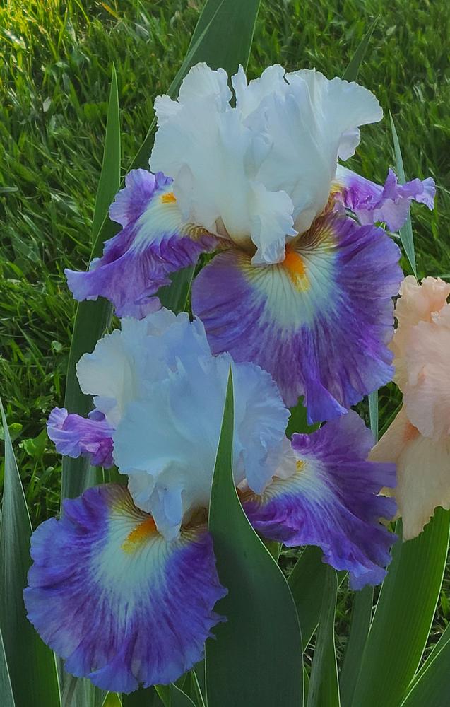 Photo of the bloom of Tall Bearded Iris (Iris 'Sparkle and Shine ...