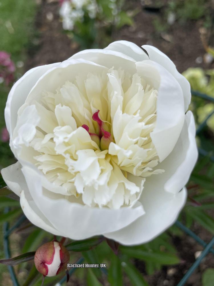 Photo of the bloom of Peony (Paeonia lactiflora 'Immaculee') posted by ...