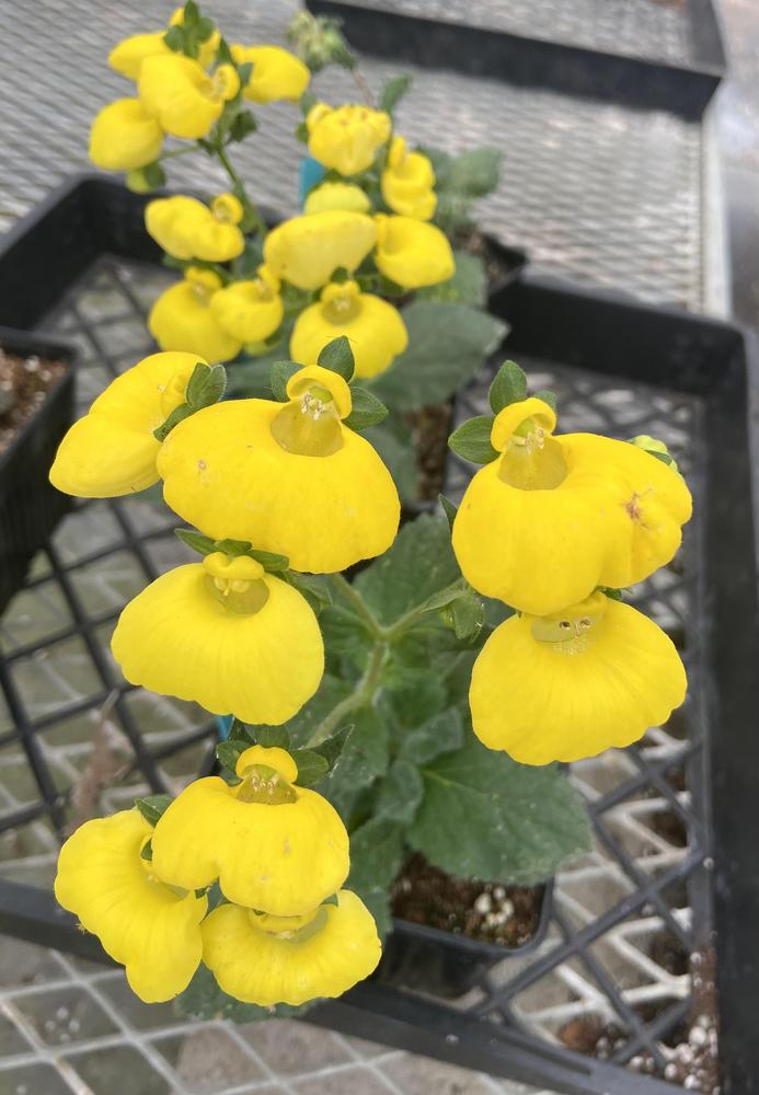 Pocketbook Plant (Calceolaria Calynopsis™ Yellow) - Garden.org
