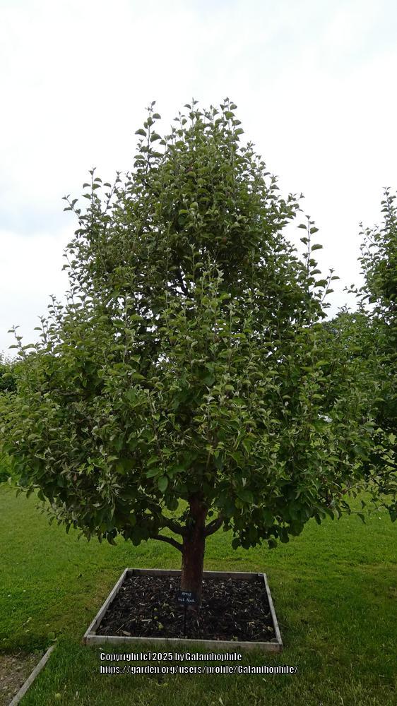 Apple (Malus domestica 'Irish Peach') in the Apples Database - Garden.org