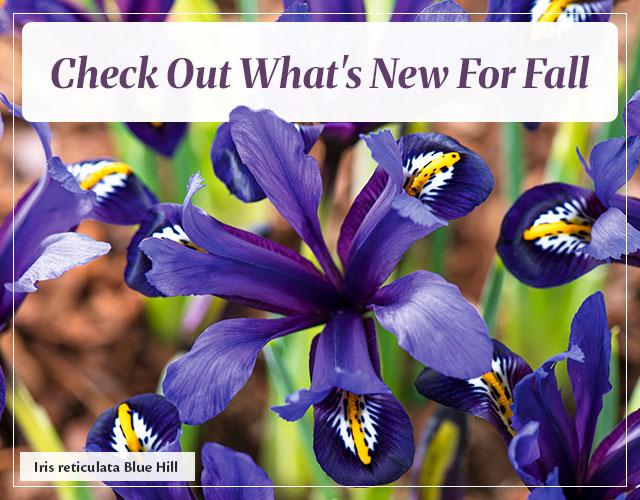 K vanBourgondien 20% off sale through June 18, 2025 in the Garden Deals ...