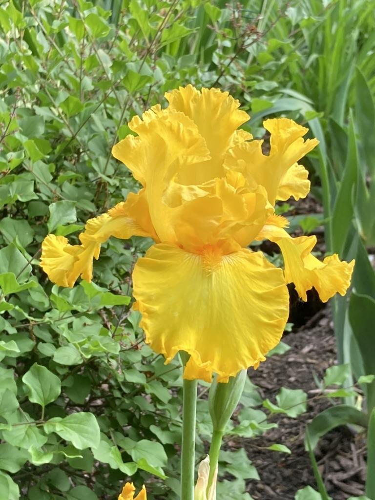 Tall Bearded Iris (Iris 'Big as the Moon') in the Irises Database ...