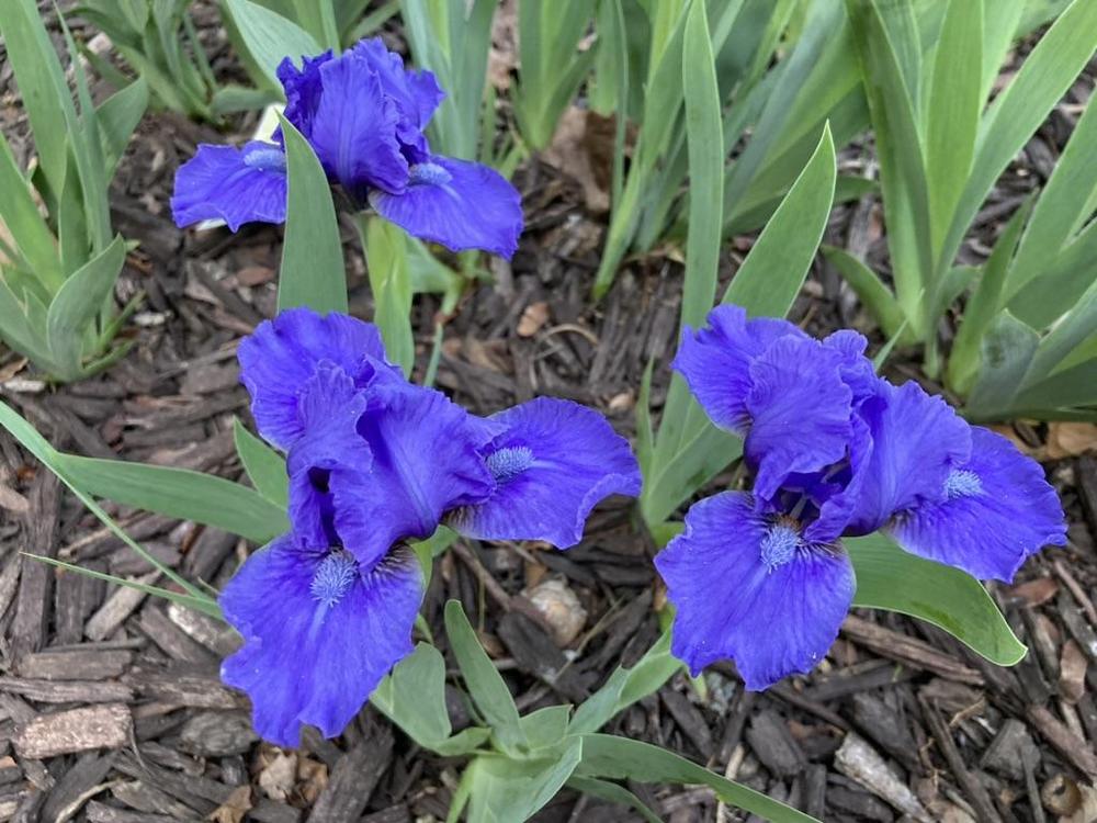 Standard Dwarf Bearded Iris (Iris 'True Navy') in the Irises Database ...