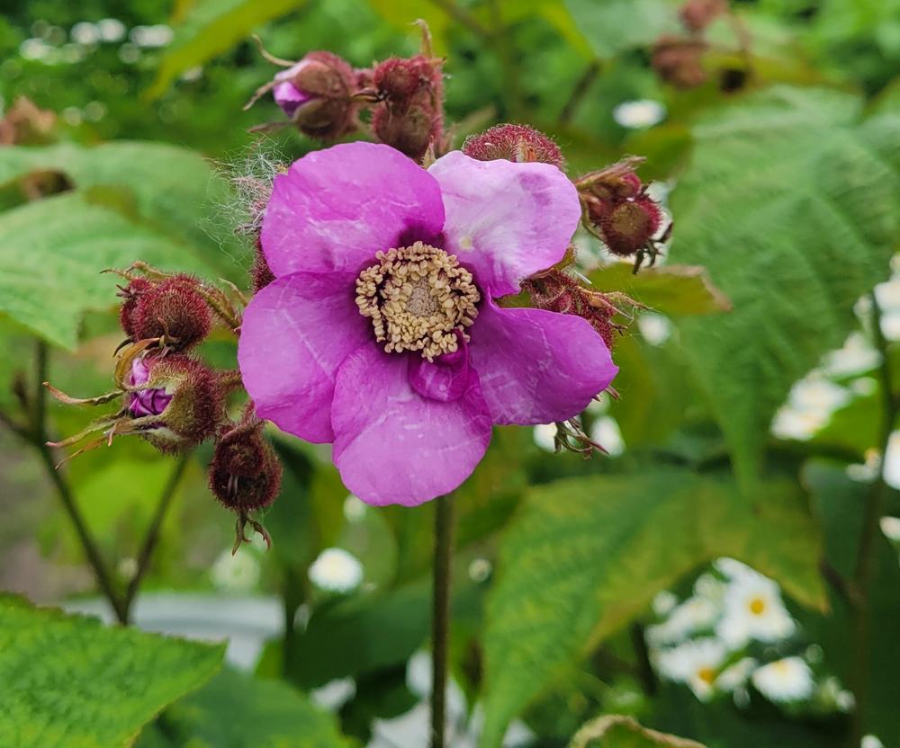 Flowering Raspberry (Rubus odoratus) in the Rubus Database - Garden.org