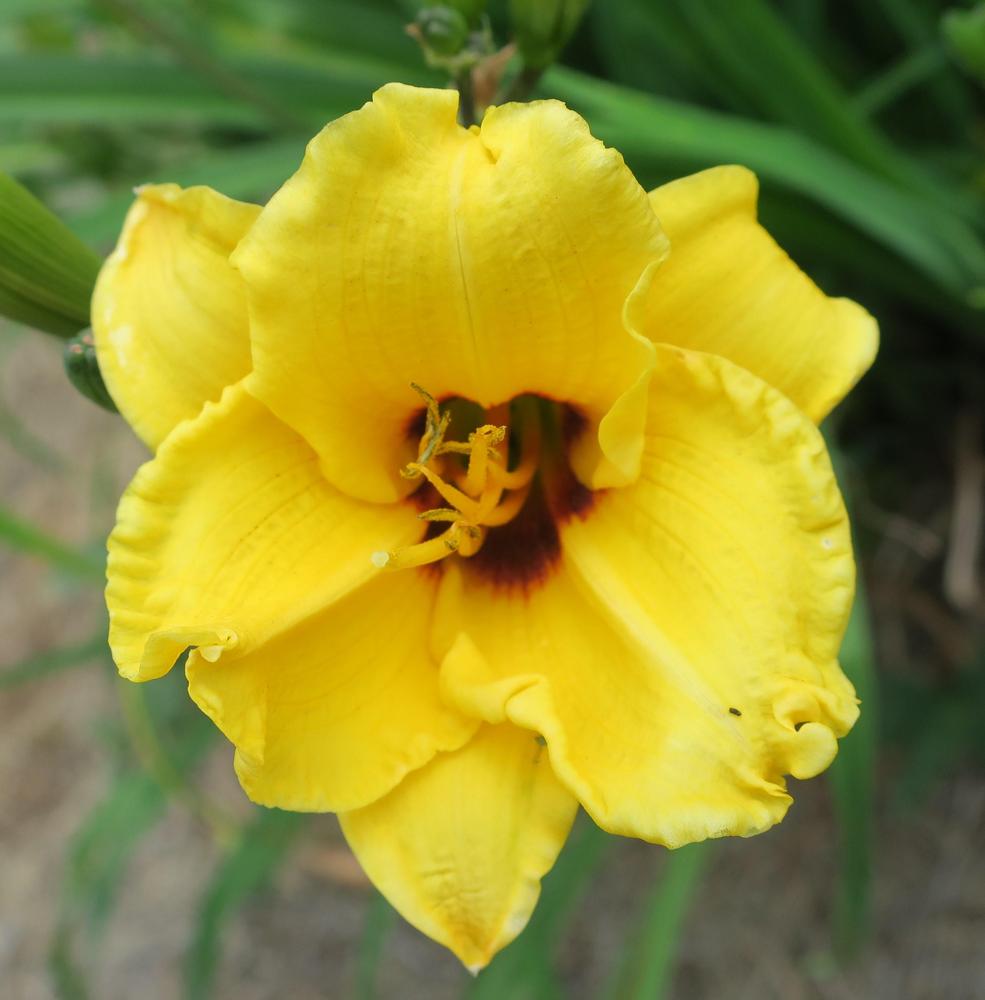 Daylily (Hemerocallis 'Siloam June Bug') in the Daylilies Database ...