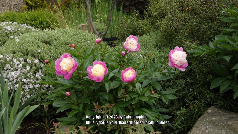 Peony (Paeonia 'Glory of June') in the Peonies Database - Garden.org