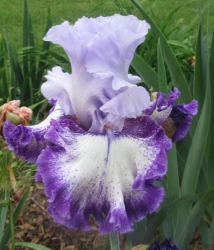 2025 iris season has begun in Wisconsin! in the Irises forum - Garden.org