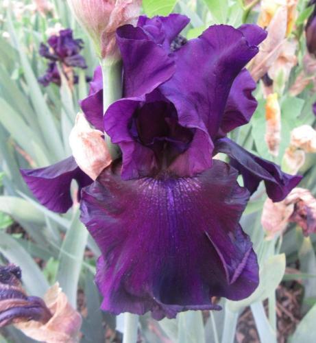 2025 iris season has begun in Wisconsin! in the Irises forum - Garden.org