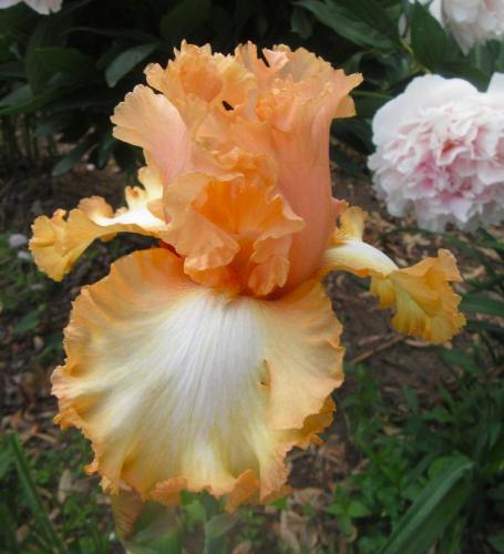 2025 iris season has begun in Wisconsin! in the Irises forum - Garden.org