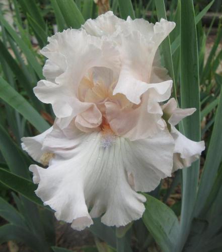 2025 iris season has begun in Wisconsin! in the Irises forum - Garden.org