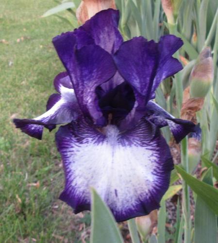2025 iris season has begun in Wisconsin! in the Irises forum - Garden.org