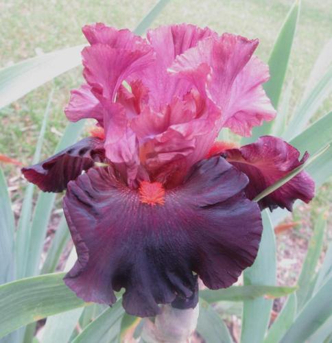 2025 iris season has begun in Wisconsin! in the Irises forum - Garden.org