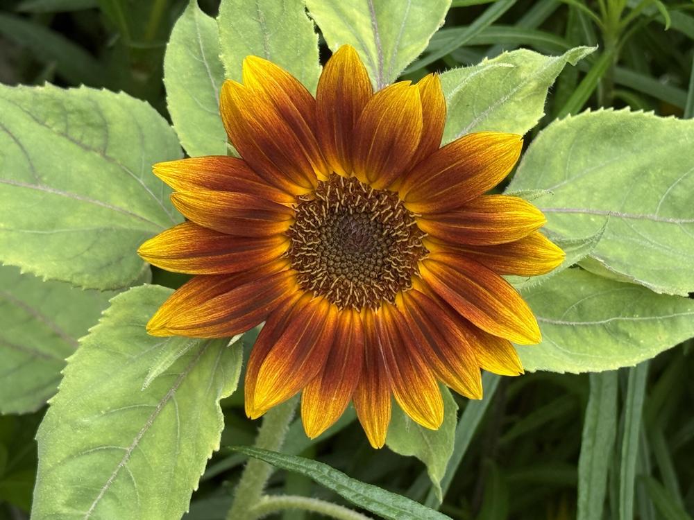 Sunflower (Helianthus annuus 'Little Becka') in the Sunflowers Database - Garden.org
