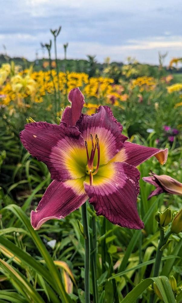 Daylily (Hemerocallis 'Purple Kaboom') in the Daylilies Database ...