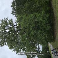 Photo of the entire plant of Sand Post Oak (Quercus margaretta) posted ...