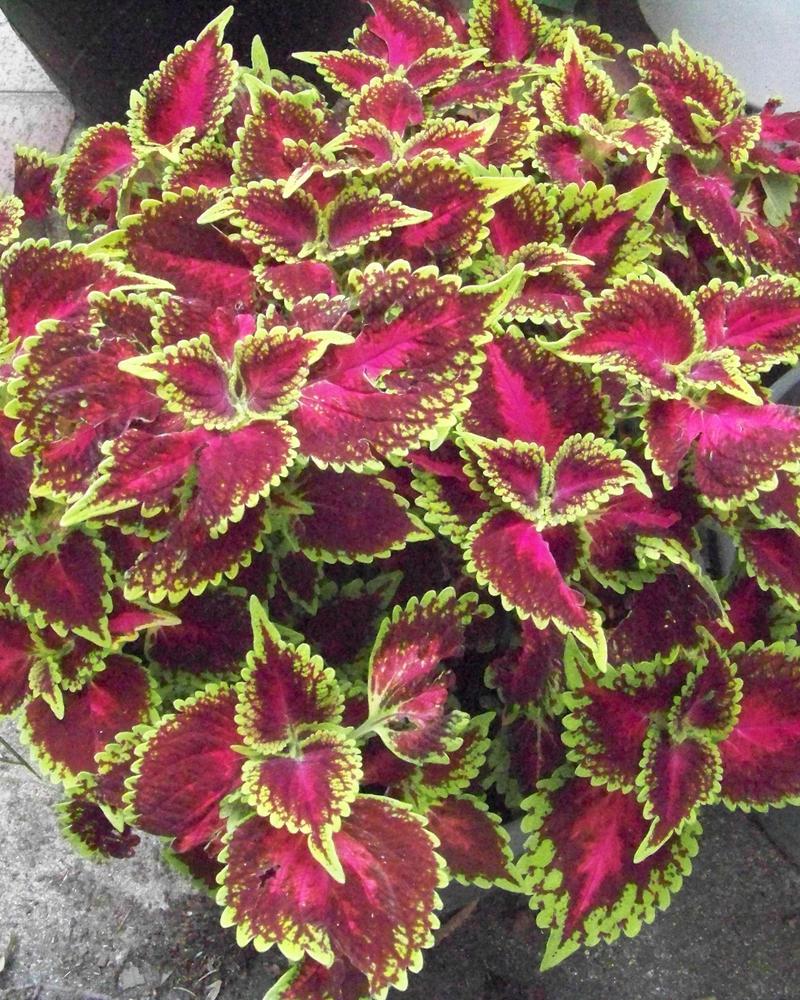Coleus (Coleus scutellarioides Main Street™ Ocean Drive) in the Coleus ...