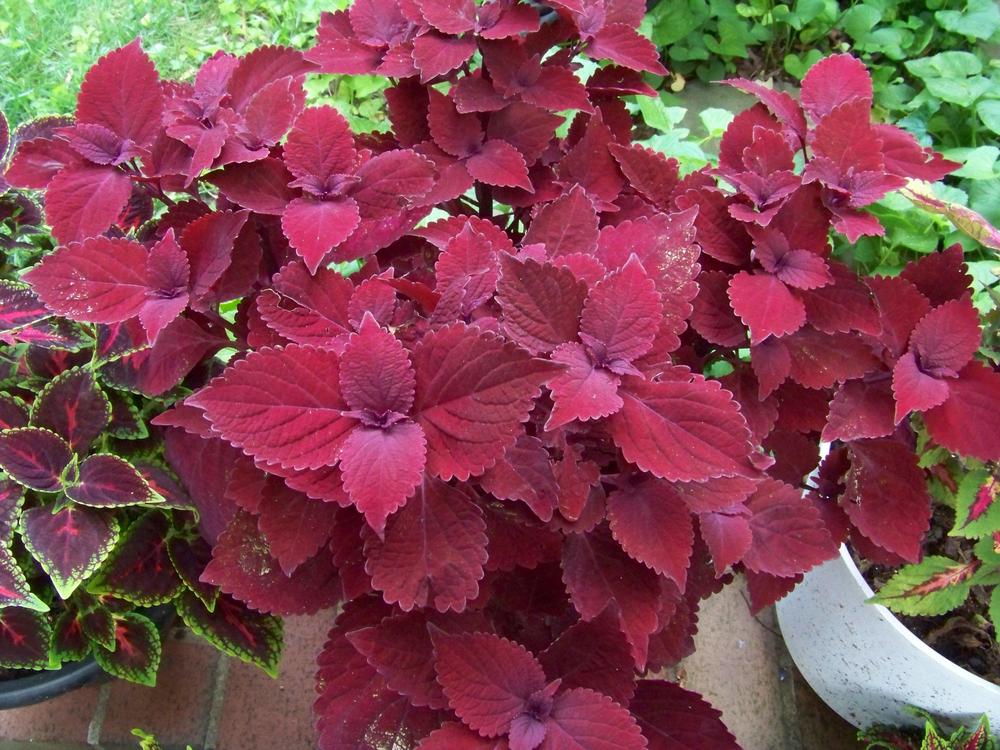 Coleus (Coleus scutellarioides Main Street™ Beale Street) in the Coleus ...